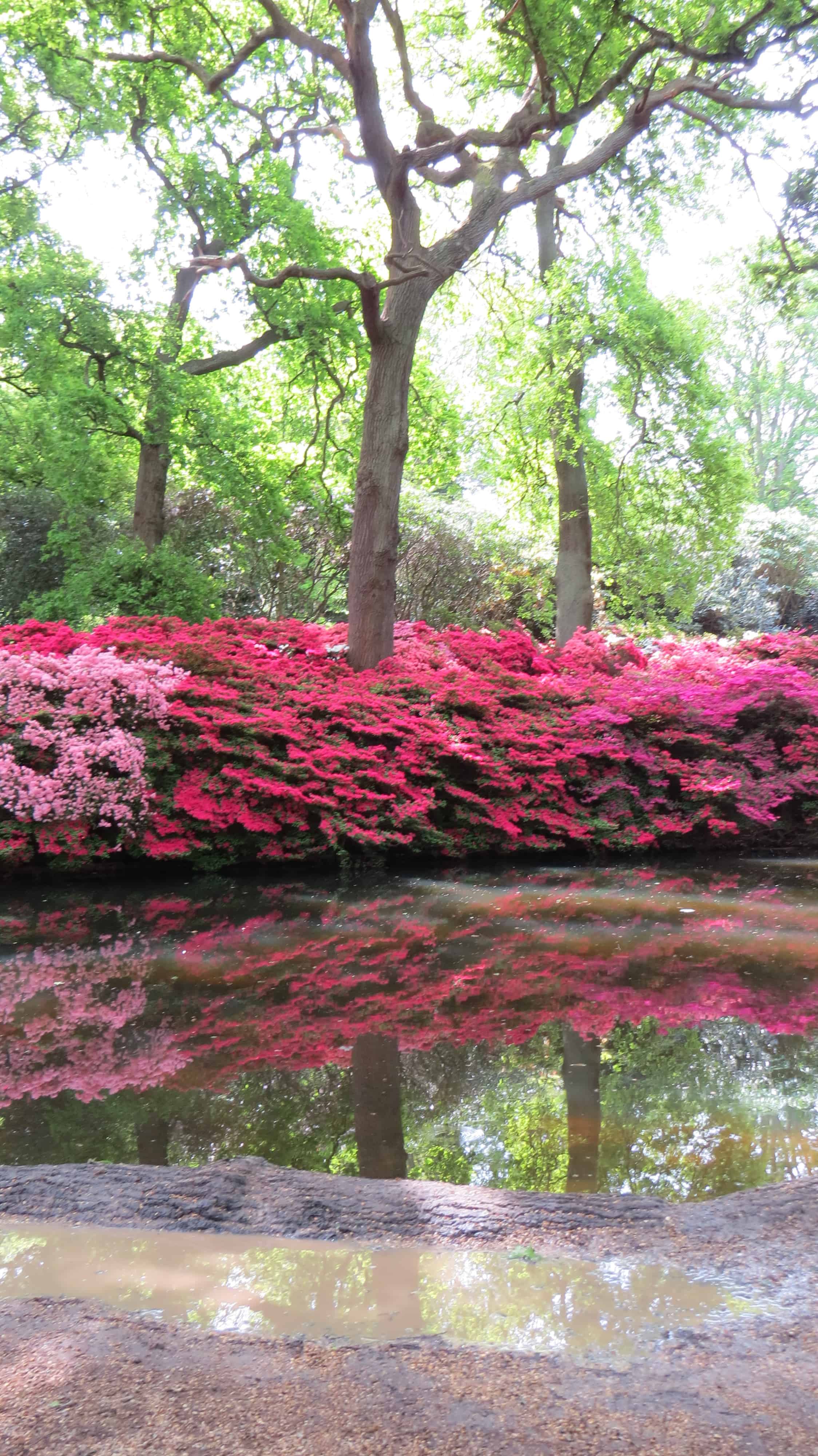 Richmond Park: Charles I’s Great Legacy - The Garden Visitor